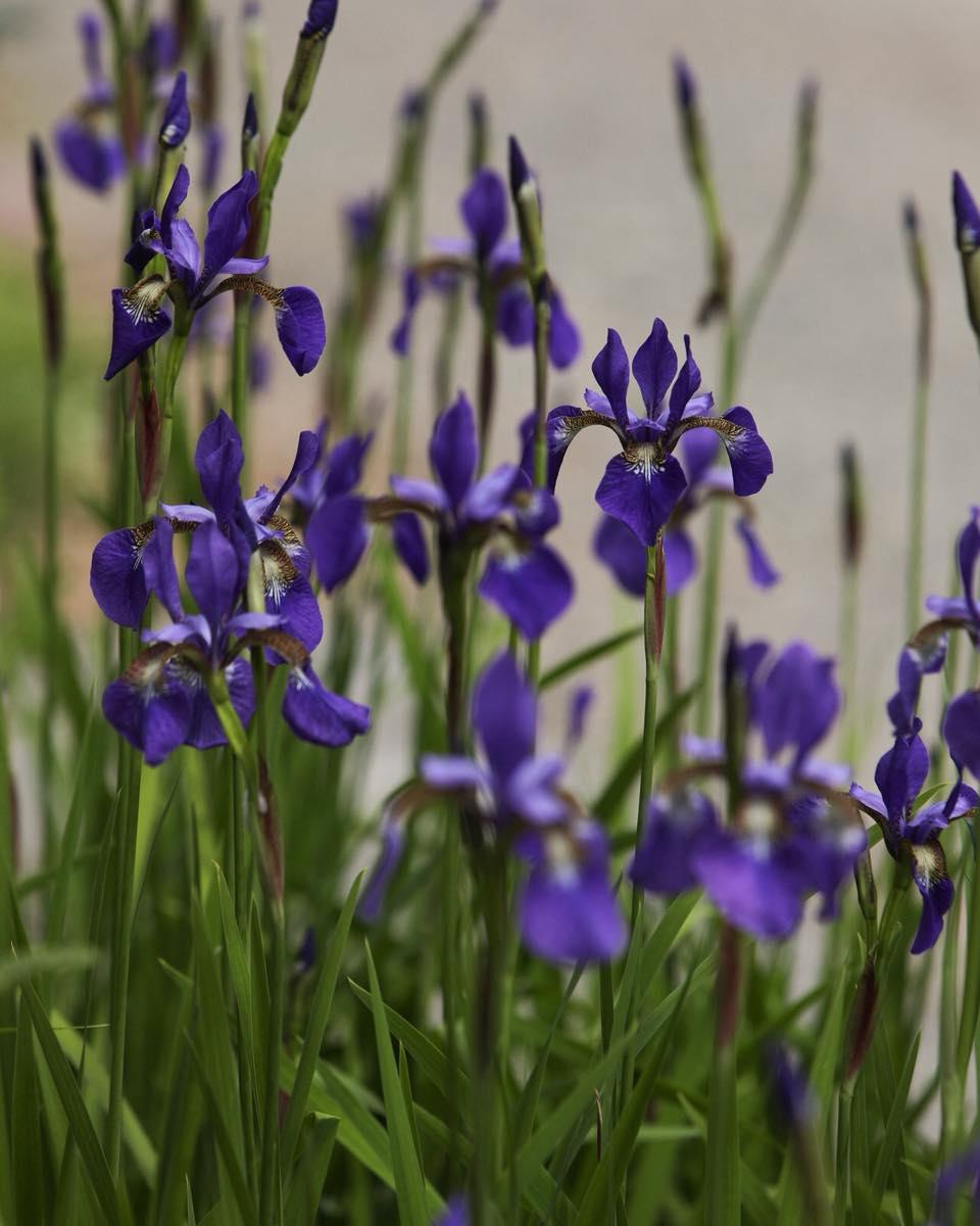 Seasonal Blooms | Vancouver Island University | Canada